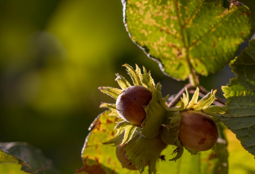 10 British trees to grow in your garden | Eden Project