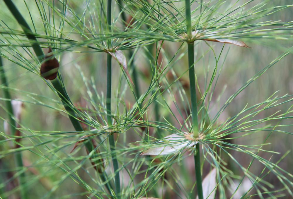 A guide to prehistoric plants | Eden Project