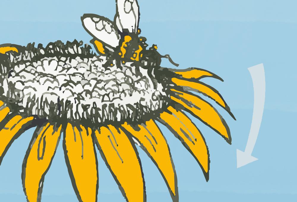 What is pollination? – a resource for kids | Eden Project