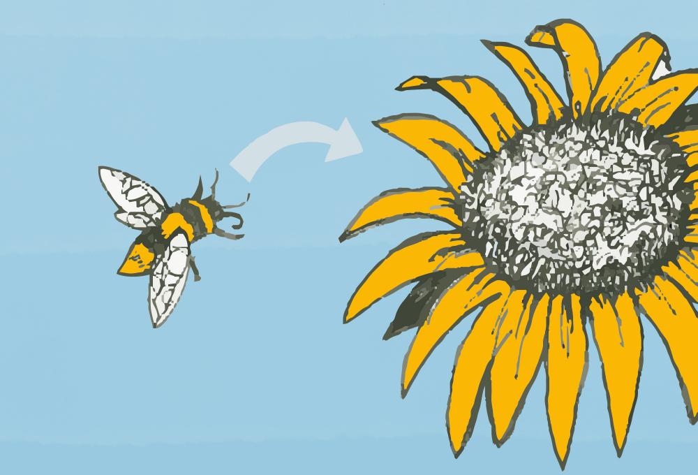 pollination process ks2