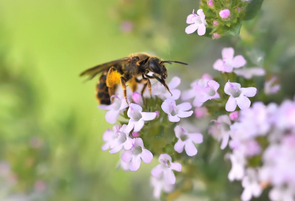Create a Buzz guide to pollinating insects | Eden Project