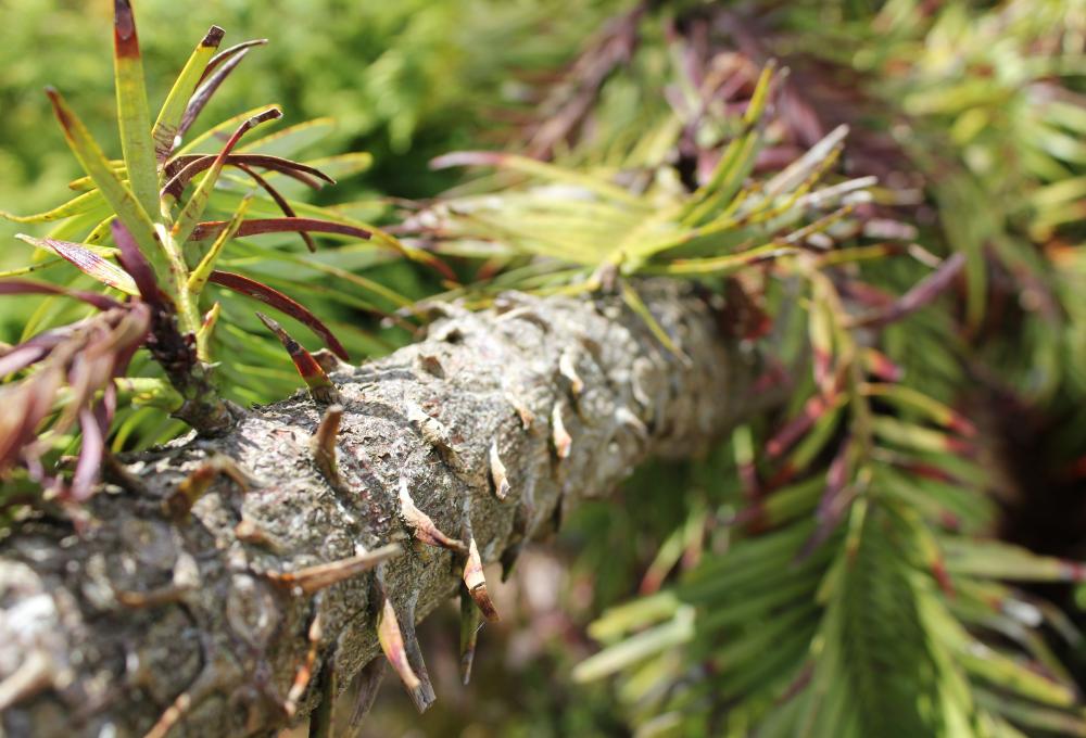 A guide to prehistoric plants | Eden Project