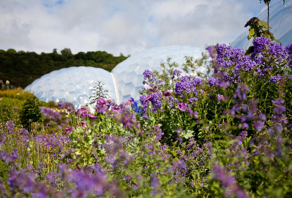 Edentify Trail family activity | Eden Project