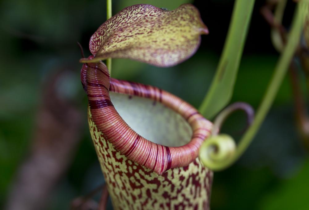 carnivorous plants devon