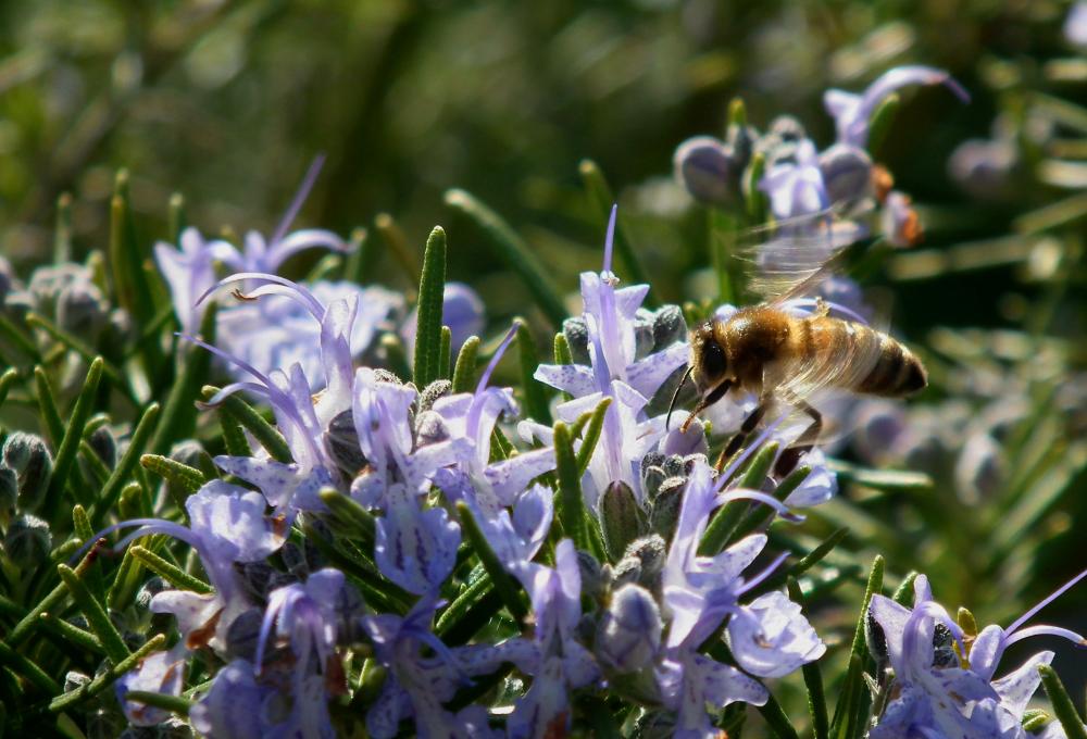 Gardening for bees: top tips | Eden Project
