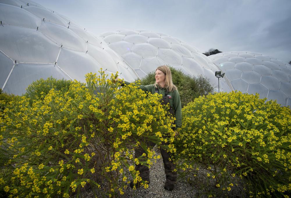 Certificate in the Principles of Plant Growth and Development | Eden ...