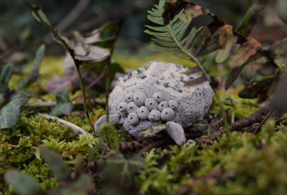 Clay Seed Bomb Workshop | Eden Project