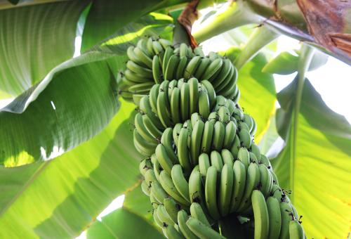 The future of food | Eden Project