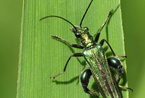 Create a Buzz guide to pollinating insects | Eden Project