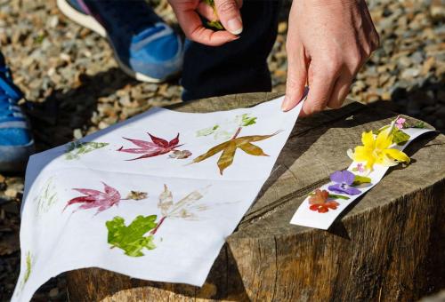 An Introduction to Botanical Illustration | Eden Project